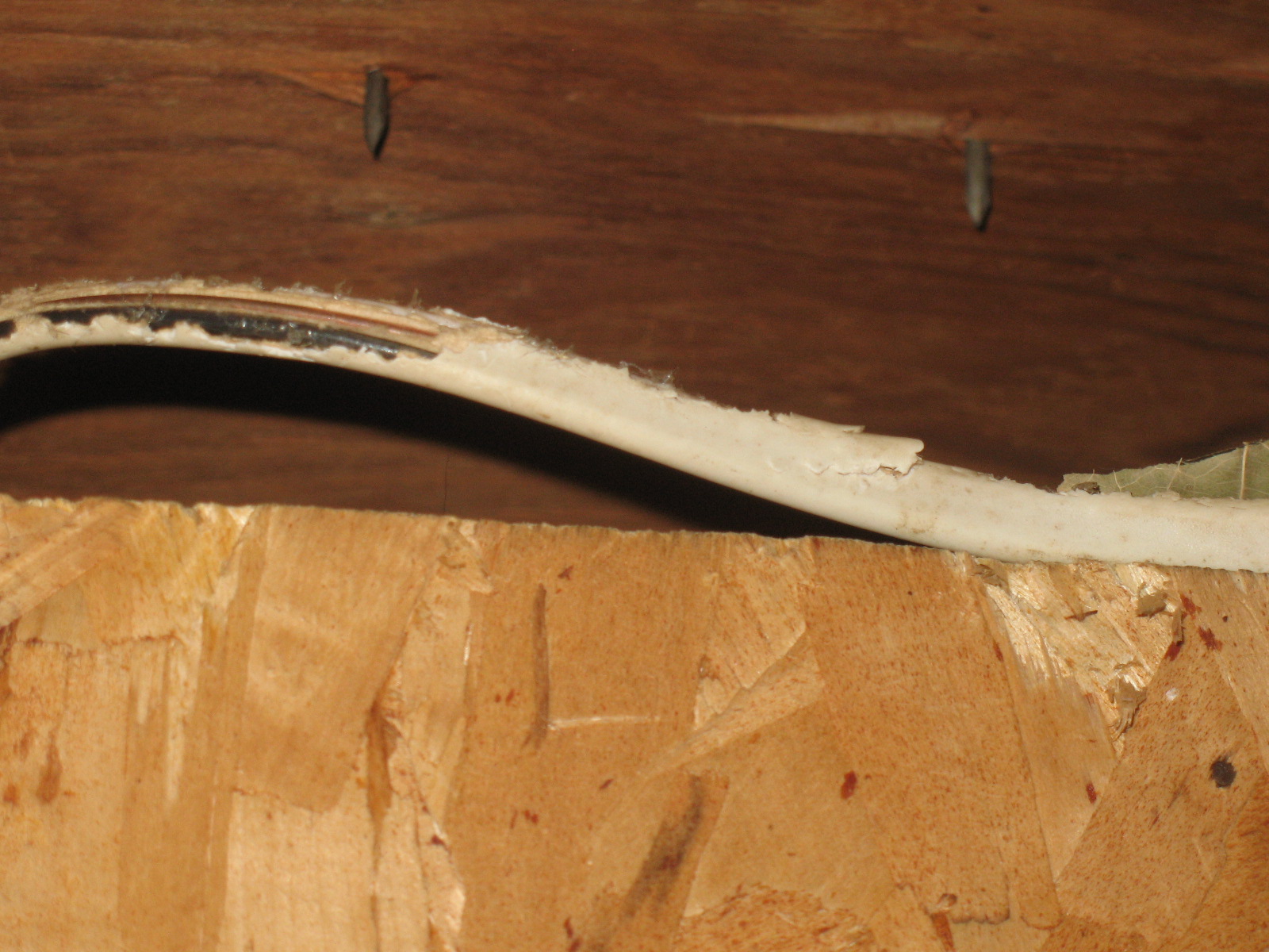 Ace Home Inspection, Inc » Electrical wiring damaged by squirrel in attic